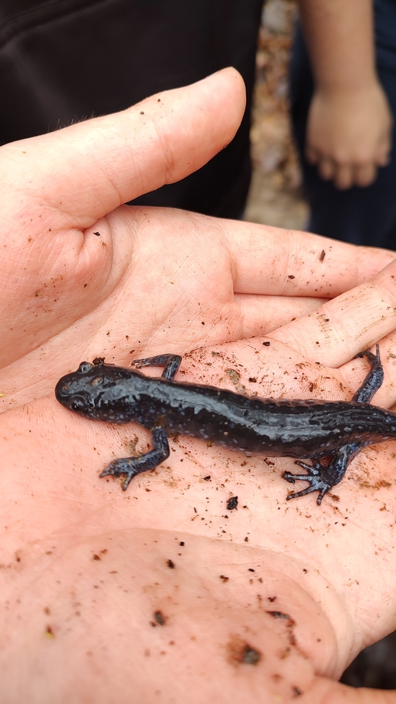 Unisexual Mole Salamander Complex in March 2024 by Freya. Unisexual #8 ...