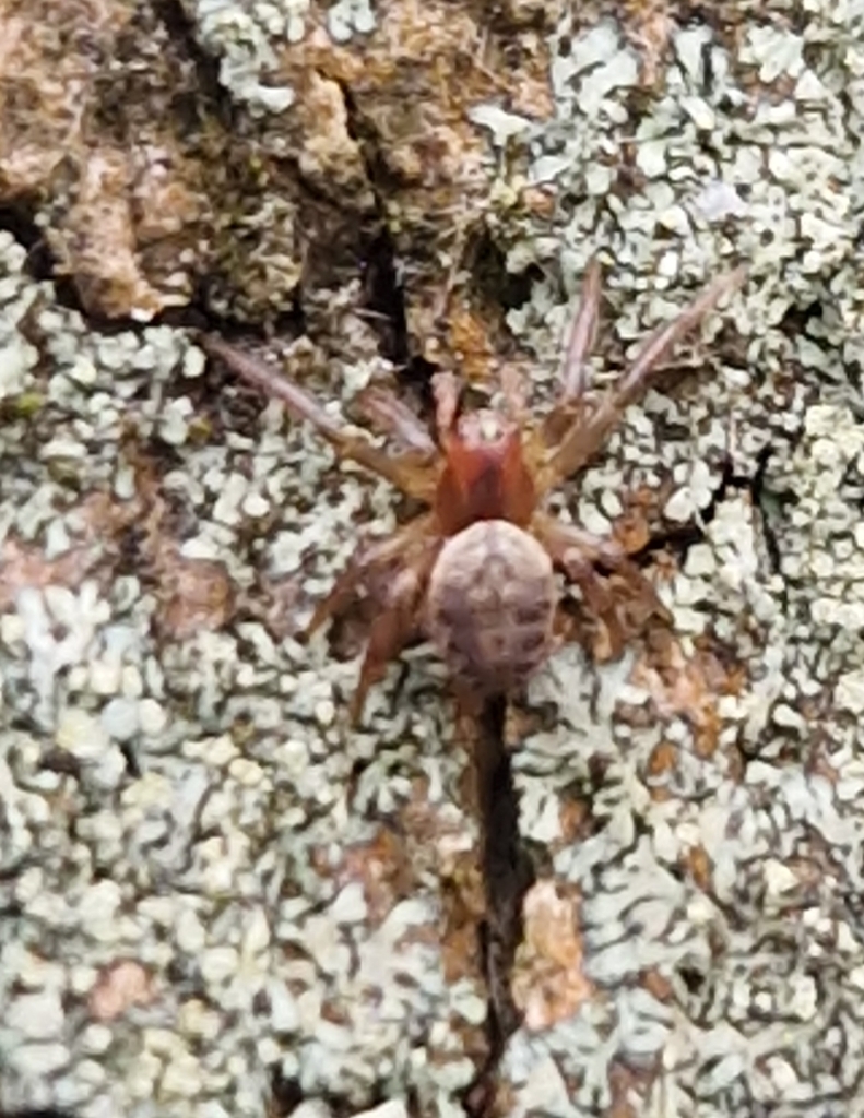 Cucumber Spiders from Battersea Park, London SW11 4NJ, UK on March 6 ...