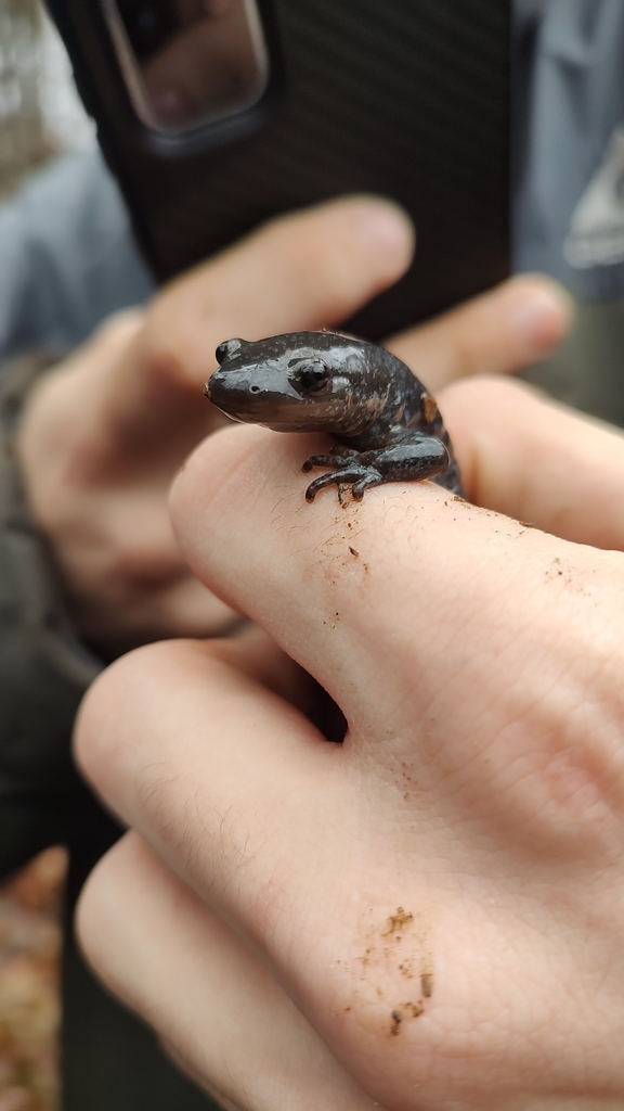 Unisexual Mole Salamander Complex in March 2024 by Freya. Unisexual #9 ...