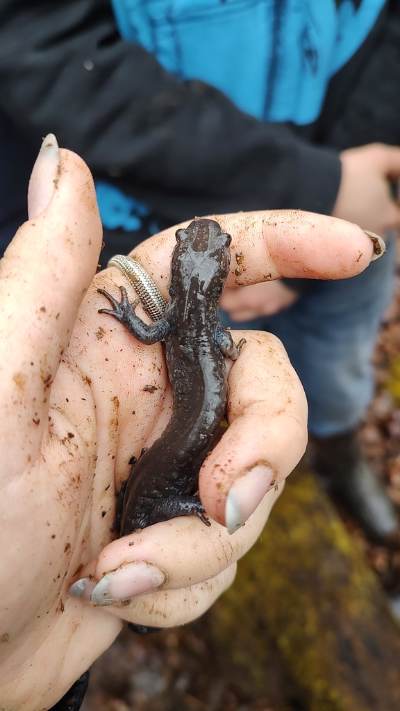 Unisexual Mole Salamander Complex in March 2024 by Freya. Unisexual #10 ...