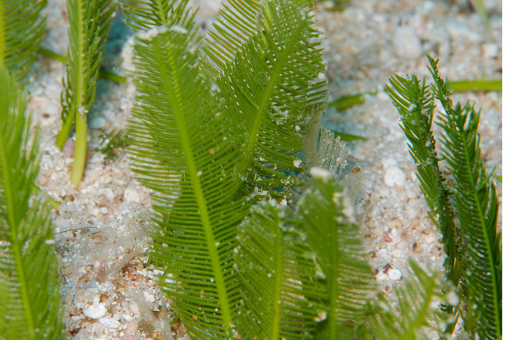 Green Feather Alga from Kwajalein Atoll, RMI on April 24, 2011 by ...
