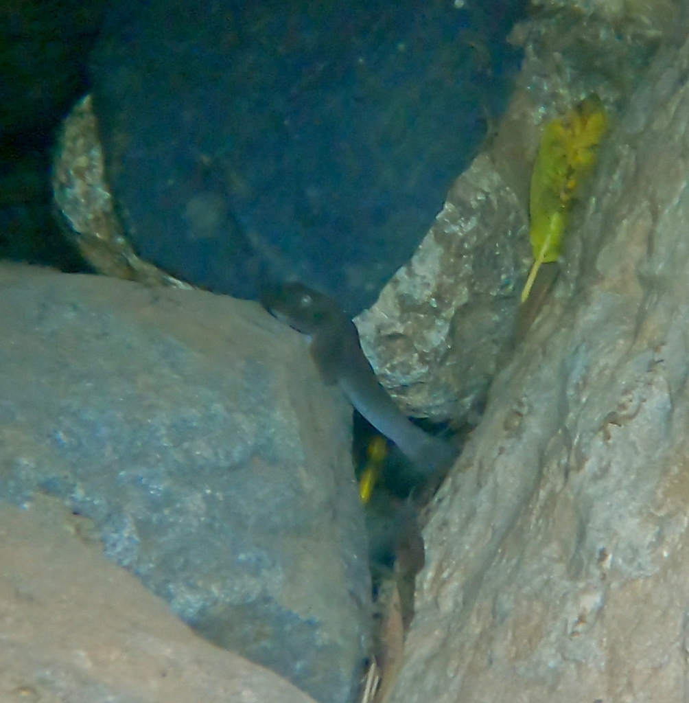 Multispotted Goby from 28454 Col., México on March 5, 2024 at 06:06 PM by Alberto Alcalá ...