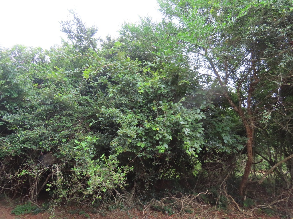 Velvet Bushwillow from uMkhanyakude, South Africa on 03 March, 2024 at ...