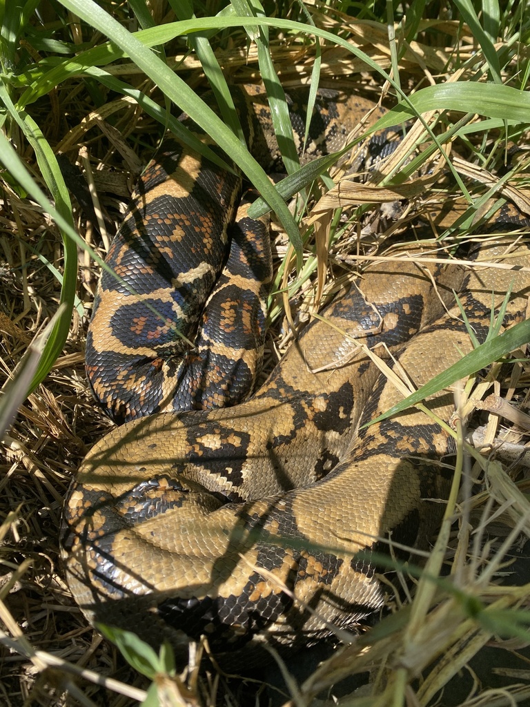 Central American Boa from Radial Francisco J. Orlich, Alajuela ...