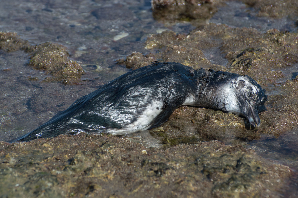 Magellanic Penguin in February 2024 by Facundo Chieffo · iNaturalist