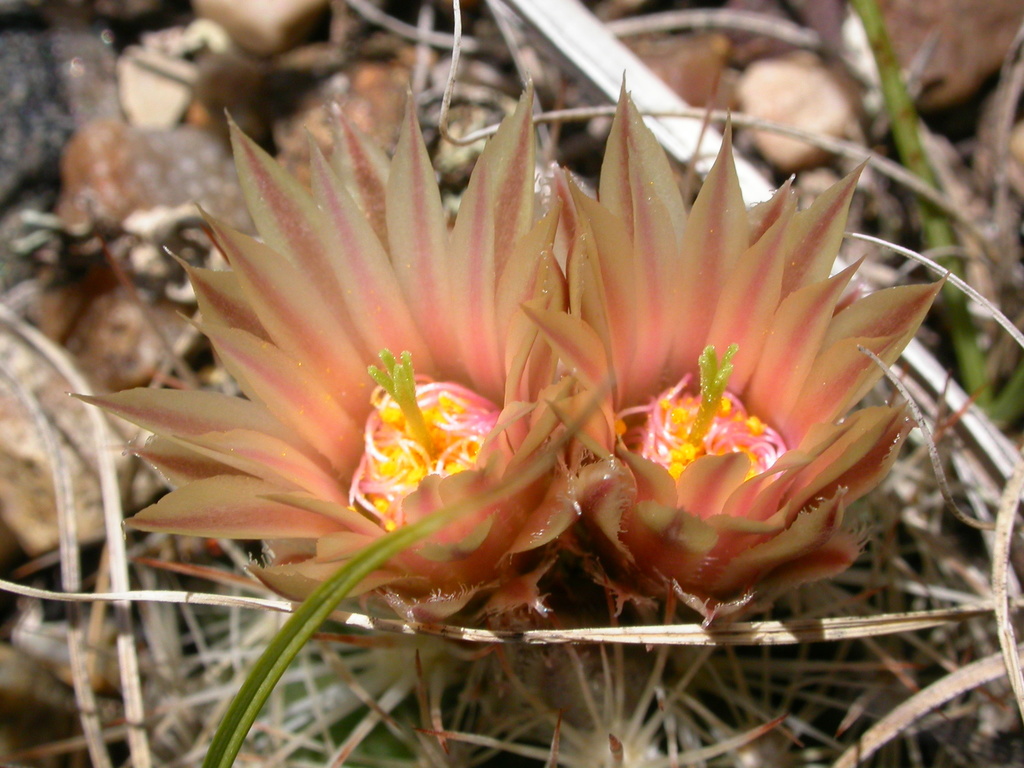Missouri Foxtail Cactus (ANC Plants) · iNaturalist