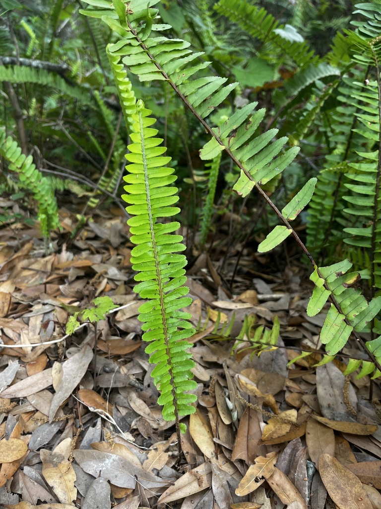 Fishbone Fern from E Norfolk St, Tampa, FL, US on March 5, 2024 at 03: ...