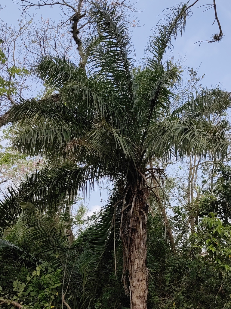 Macaw palm from Veracruz, Ver., México on March 2, 2024 at 10:25 AM by ...