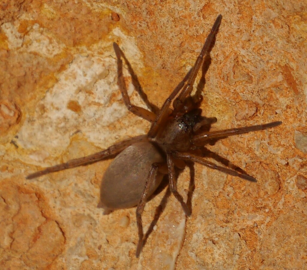 Stone Spiders from Son Espanyol, Norte, Palma, Illes Balears, España on ...