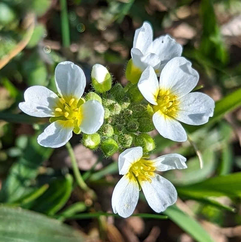 Spring Creek Bladderpod in March 2024 by Michael R Ostrowski · iNaturalist