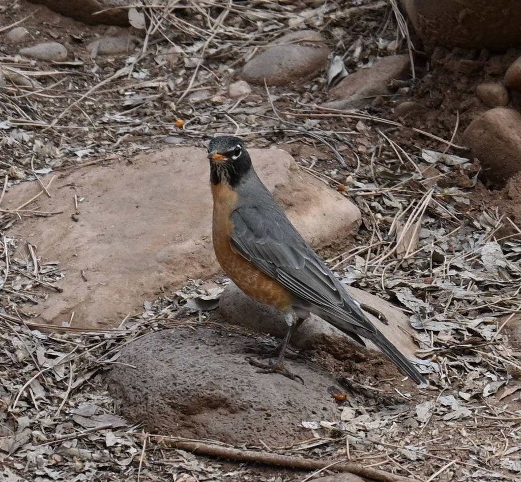 American Robin from Coconino National Forest, Sedona, AZ, US on March 6 ...