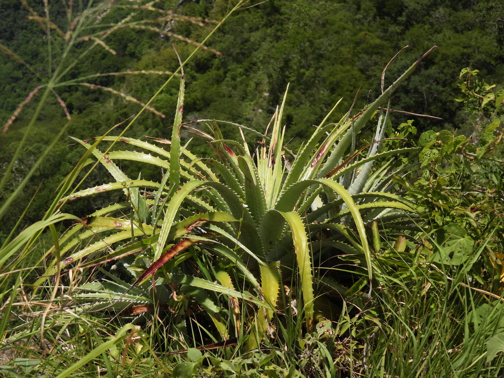 Guapilla from Tuxtla Gutiérrez, Chis., México on September 17, 2023 at ...