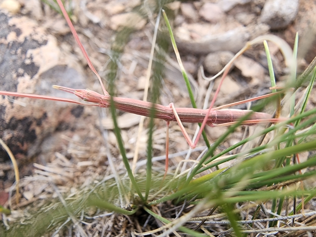 Western Short-horned Walkingstick from Gunnison, CO 81230, USA on ...