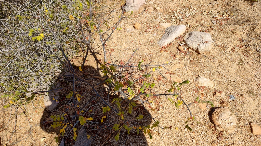 cimarron plum from La Paz, B.C.S., México on March 5, 2024 at 12:01 PM ...