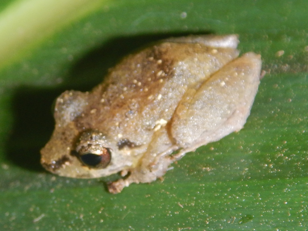 Pygmy Rain Frog from Sierpe, Provincia de Puntarenas, Osa, Costa Rica ...