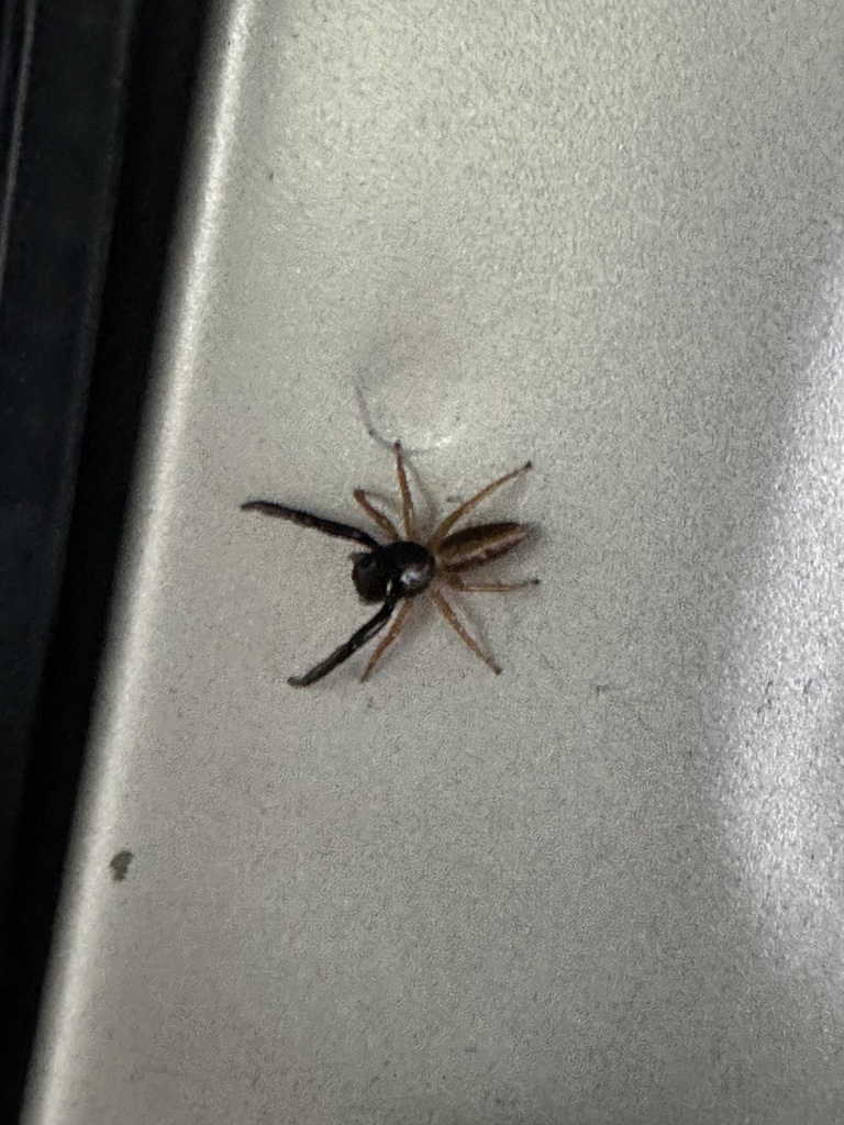 Black-headed Jumping Spider from North Island, Auckland, Auckland, NZ ...