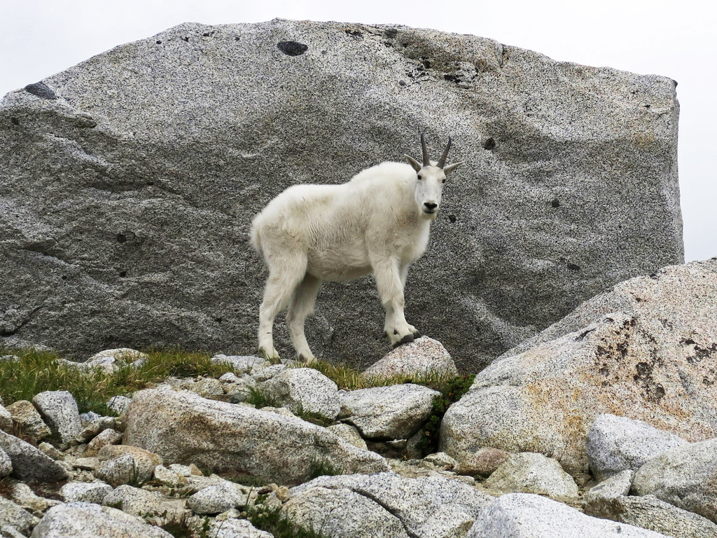 Mountain Goat in August 2016 by Adam Schneider. This photo has recently ...