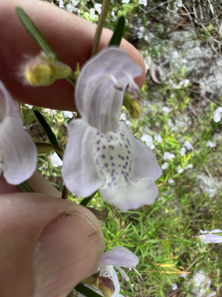 Largeflower False Rosemary from Stuart, FL, US on March 6, 2024 at 01: ...