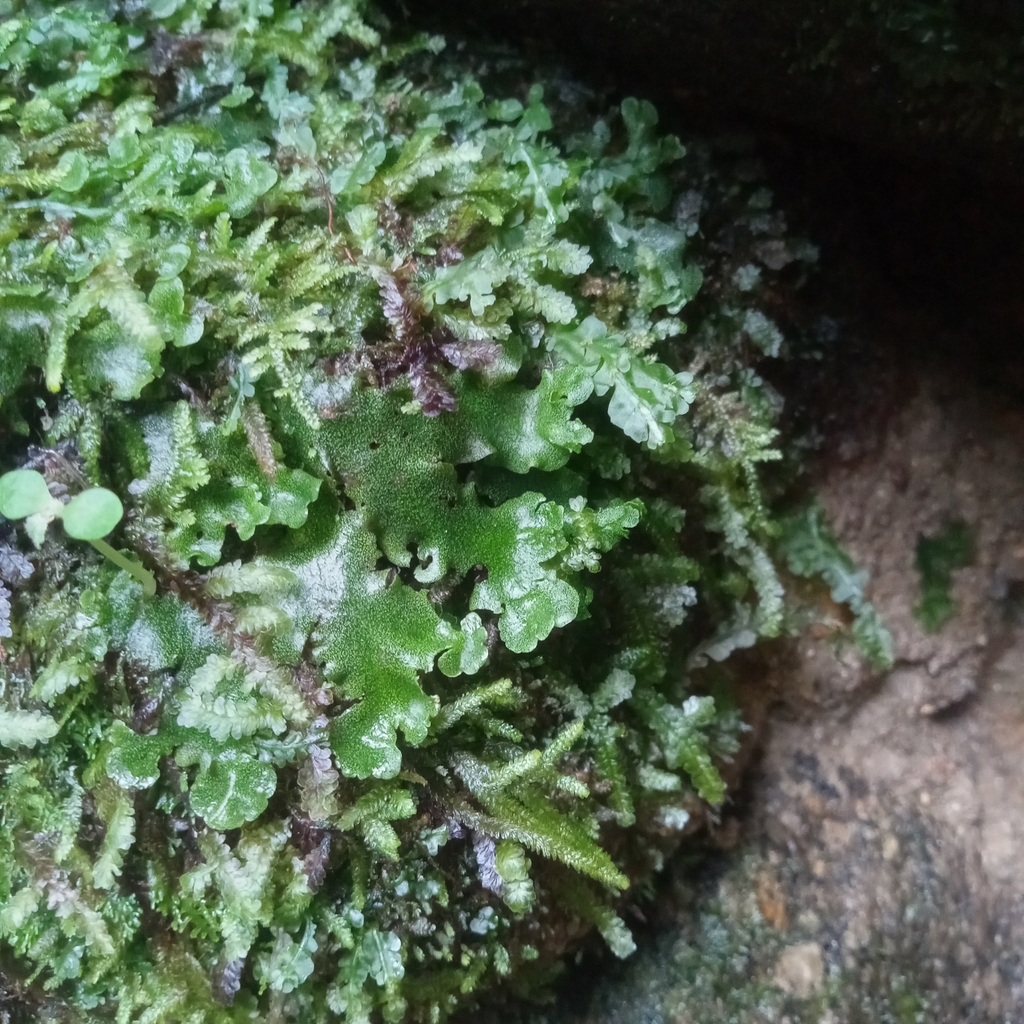 Monoclea gottschei from Pedra que Engole, Trindade - RJ, Brazil on ...