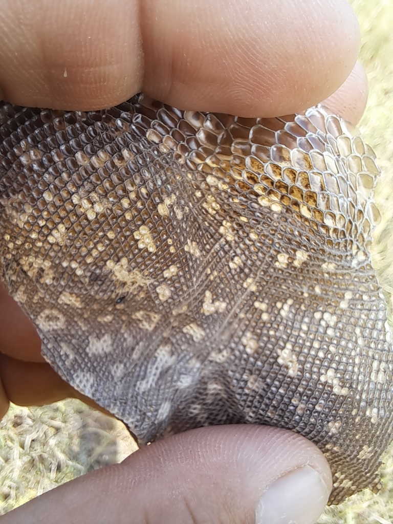 Argentine Black-and-white Tegu from 3C96+R5, Capilla Vieja, Córdoba ...