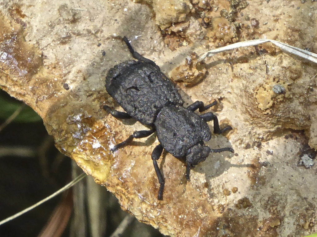 Diabolical Ironclad Beetle in May 2016 by dlbowls · iNaturalist
