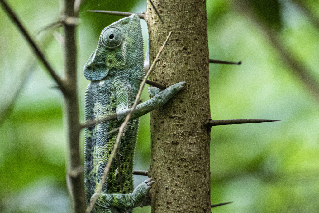 Flap-necked Chameleon from Matuga, Kenya on December 11, 2023 at 08:41 ...