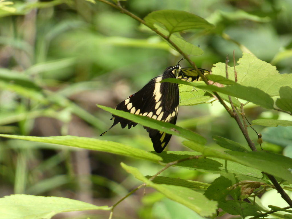 Eastern Giant Swallowtail from Sauk County, WI, USA on July 19, 2023 at ...
