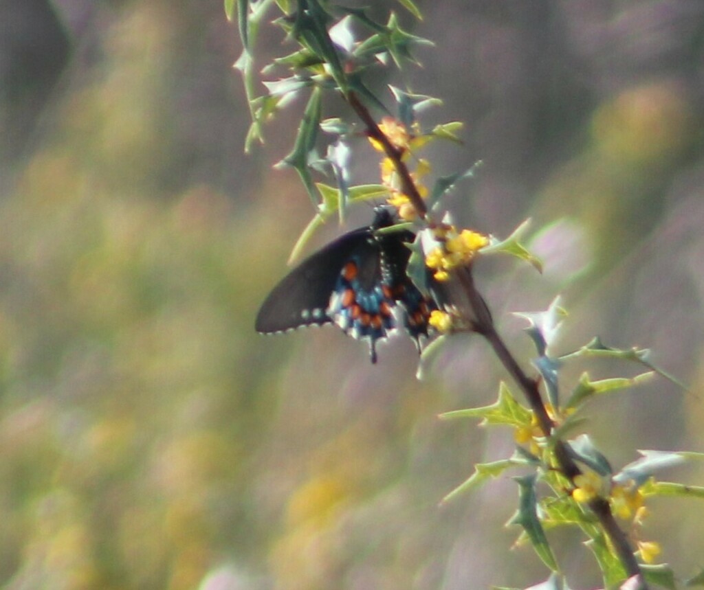 Pipevine Swallowtail from Doeskin Ranch Trailhead, 10645 FM 1174 ...