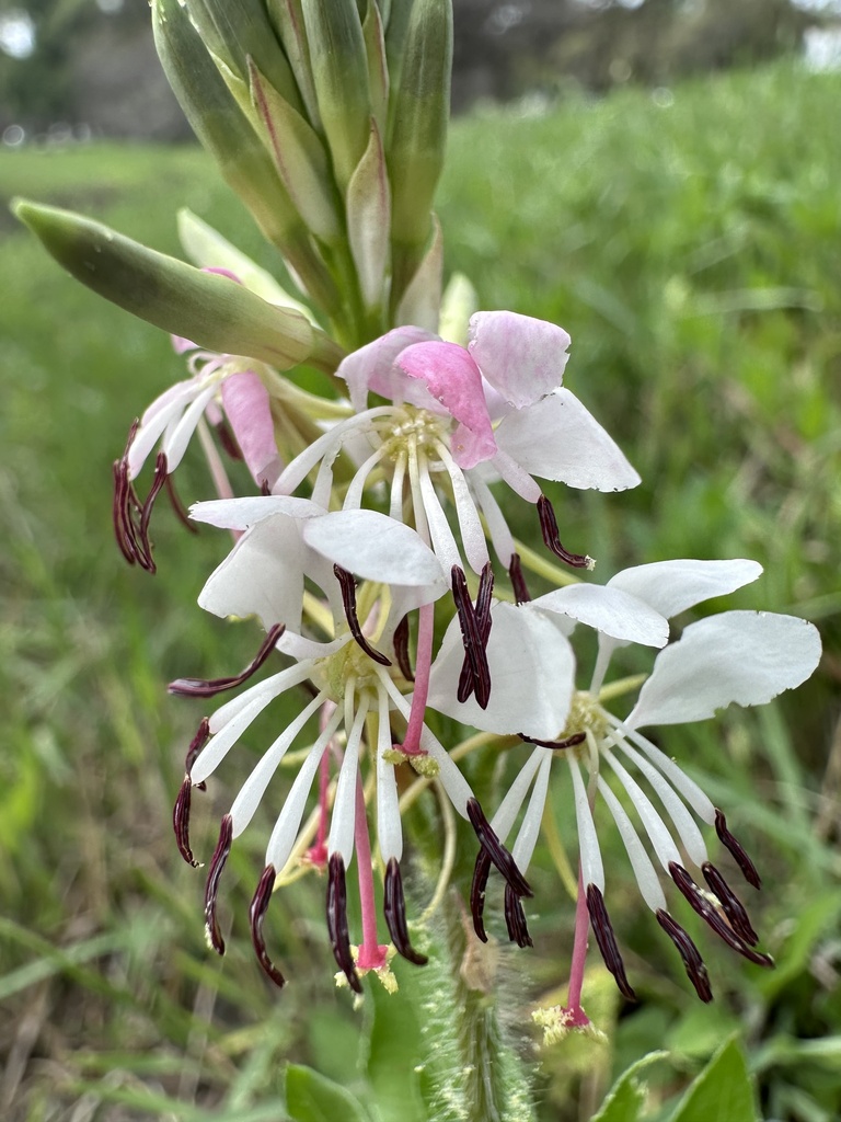 roadside gaura (Oenothera suffulta) - Botanical Realm