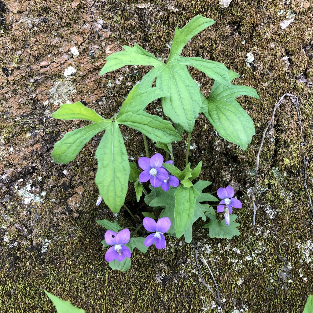 Palm Violet ( Dicot Forbs of Appalachia 2) · iNaturalist