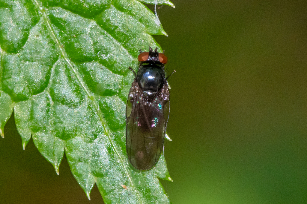 Lance Flies from Rumiðahui, Ecuador on September 13, 2023 at 10:58 AM ...
