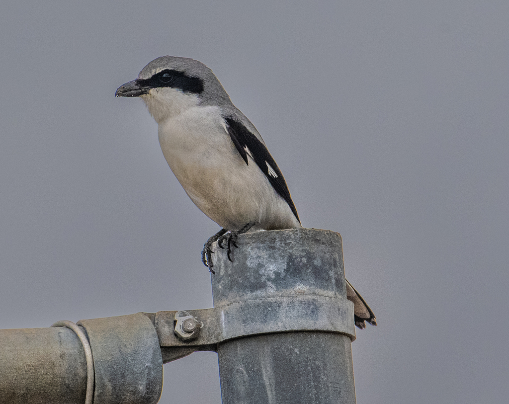 Loggerhead Shrike from South Naples, FL, USA on March 6, 2024 at 01:10 ...