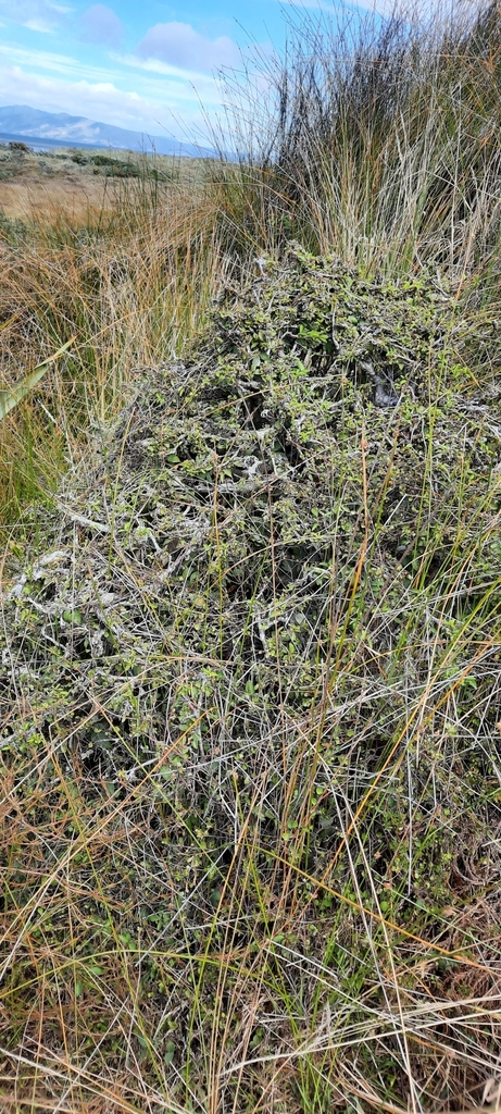 flowering plants from Farewell Spit 7073, New Zealand on March 7, 2024 ...