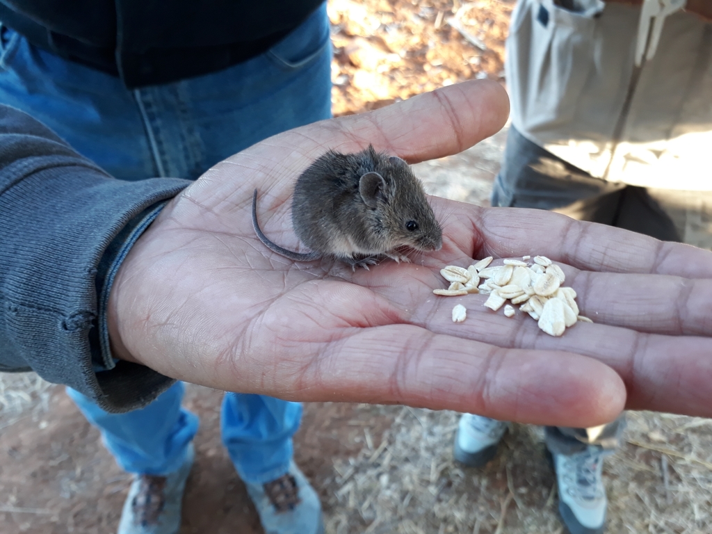 Western Harvest Mouse from Nochistlán de Mejía, Zac., México on March ...