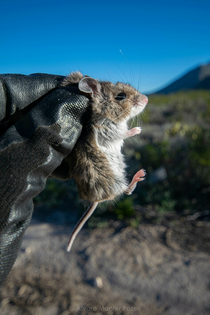 Southern Deer Mouse from Saltillo, Coah., México on March 5, 2024 at 08 ...