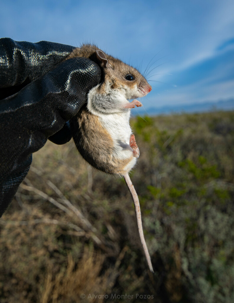 Southern Deer Mouse from Saltillo, Coah., México on March 6, 2024 at 08 ...