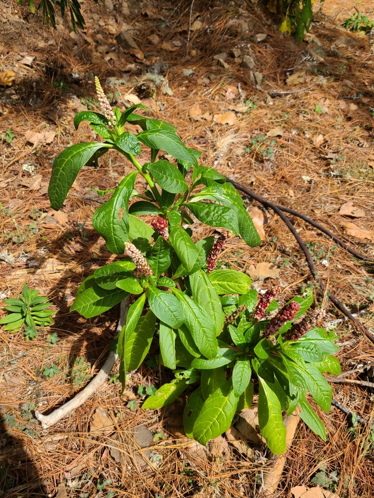 Inkweed from 68777 Oax., Mexico on March 6, 2024 at 11:02 AM by Pete ...