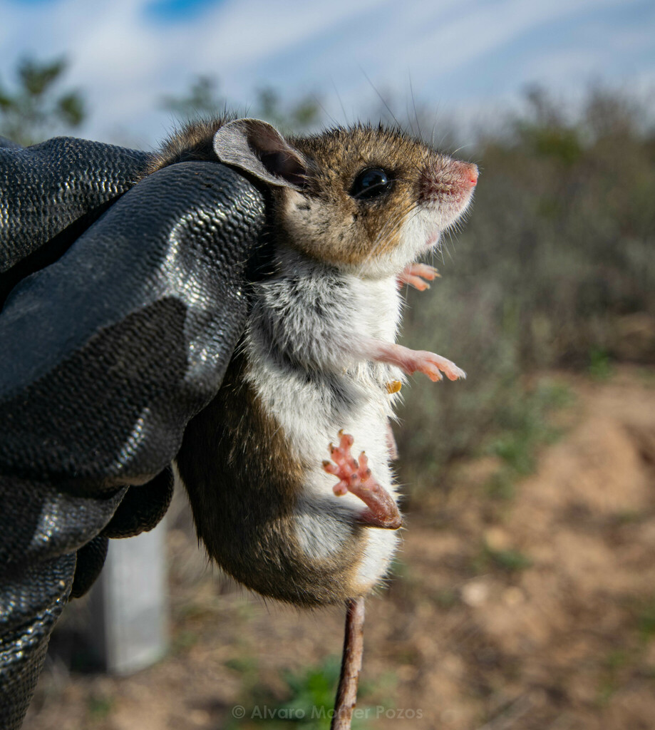 Southern Deer Mouse from Saltillo, Coah., México on March 6, 2024 at 08 ...