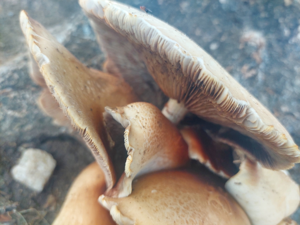 Tawaka from B1896, Provincia de Buenos Aires, Argentina on February 28 ...