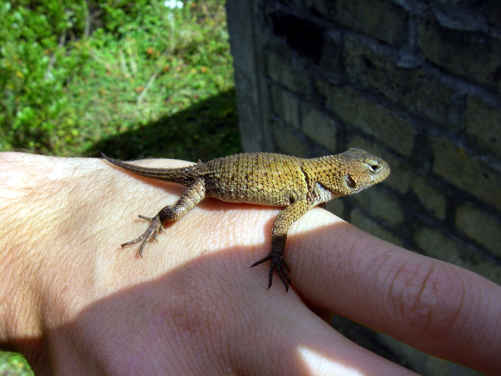 Mexican Emerald Spiny Lizard from Carr. Internacional, Oaxaca, Oax ...