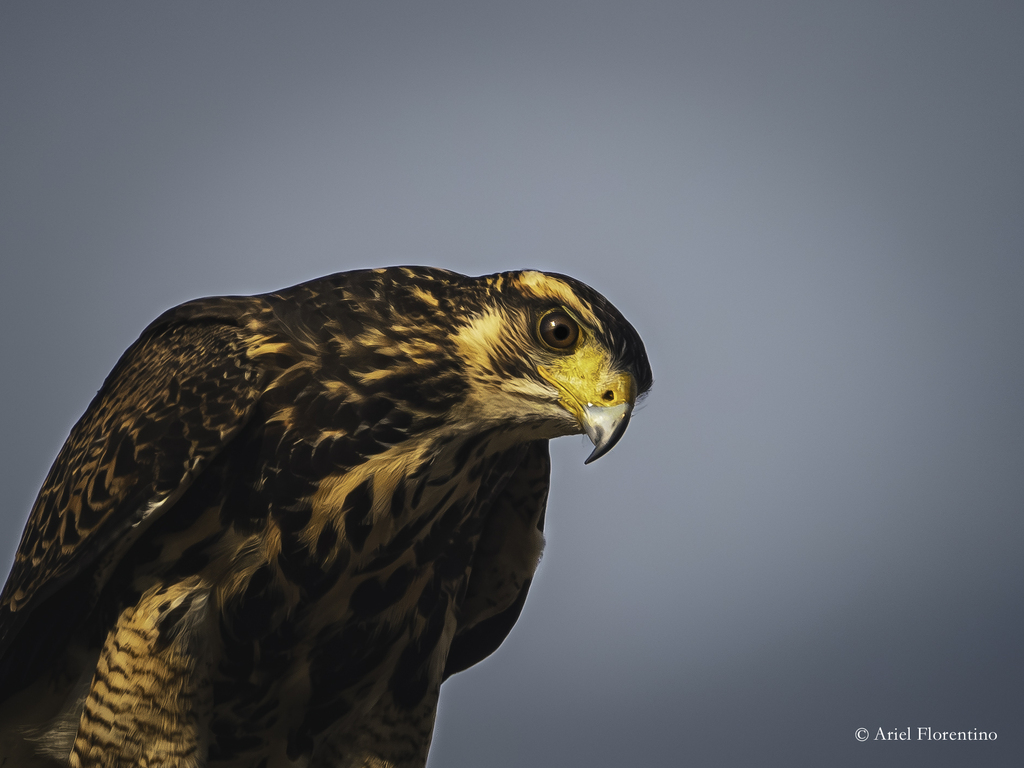 Harris's Hawk from Urb los Cisnes, 15137, Peru on March 6, 2024 at 04: ...