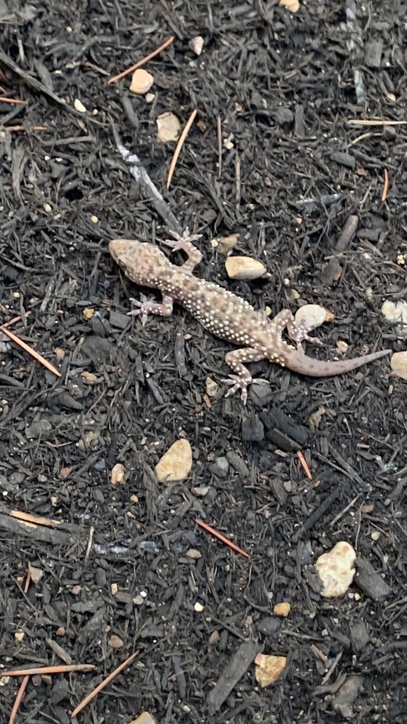 Mediterranean House Gecko from Hancock, Austin, TX, USA on August 25 ...