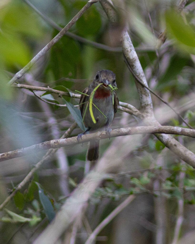 Rose-throated Becard from Unnamed Road, 77776 Akumal, Q.R., México on ...
