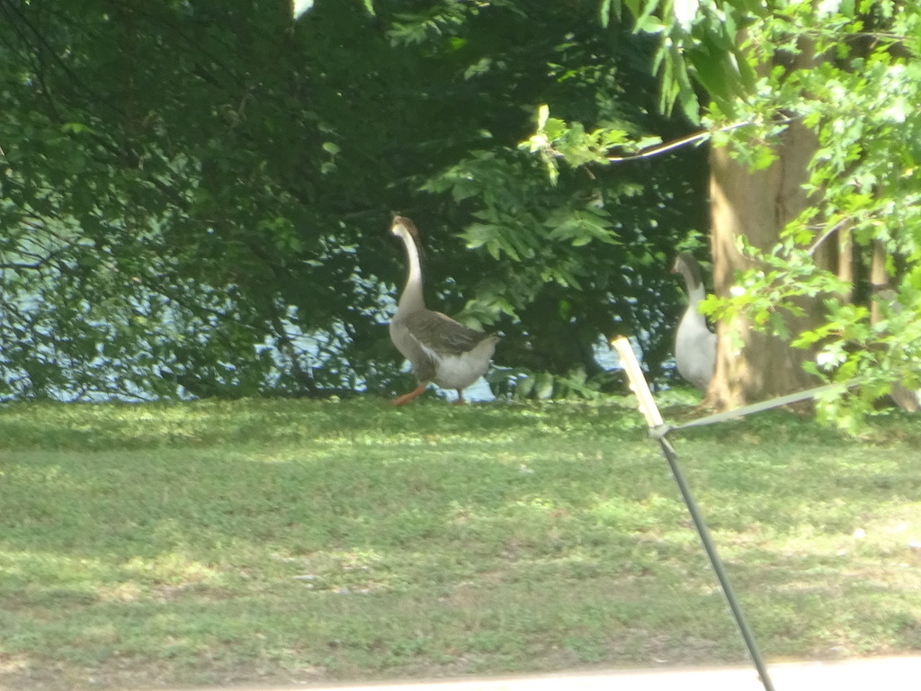 Domestic Swan Goose from Downtown Austin, Austin, TX, USA on June 25 ...