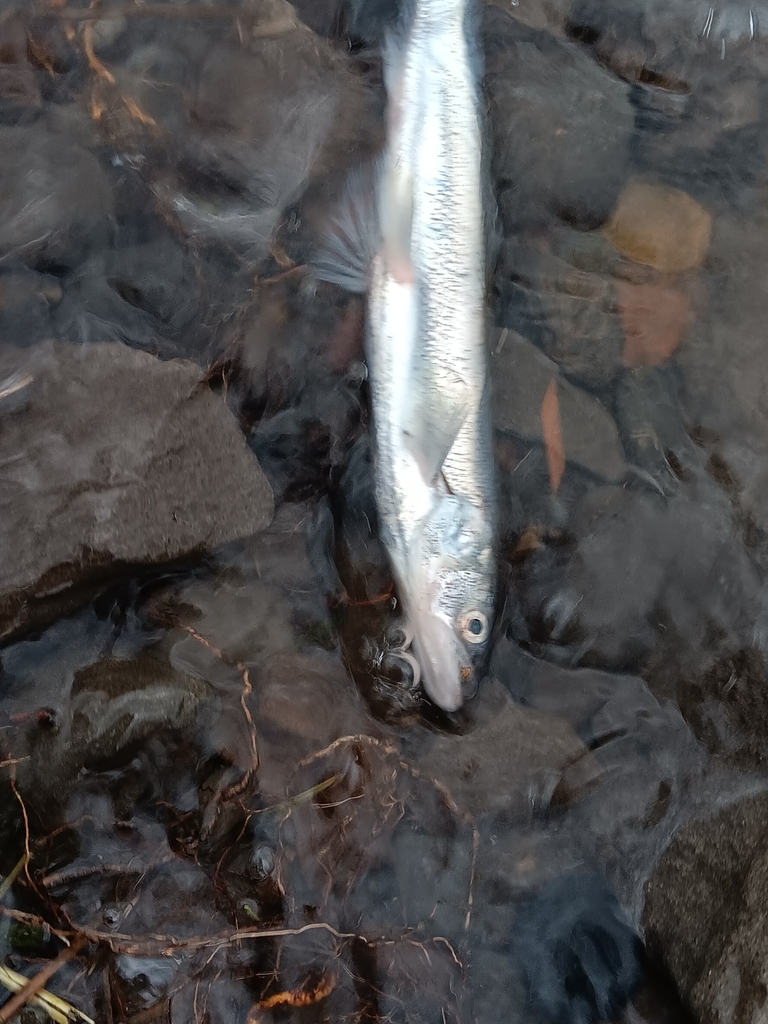 Eulachon from Vancouver, WA, USA on February 25, 2024 at 04:46 PM by ...