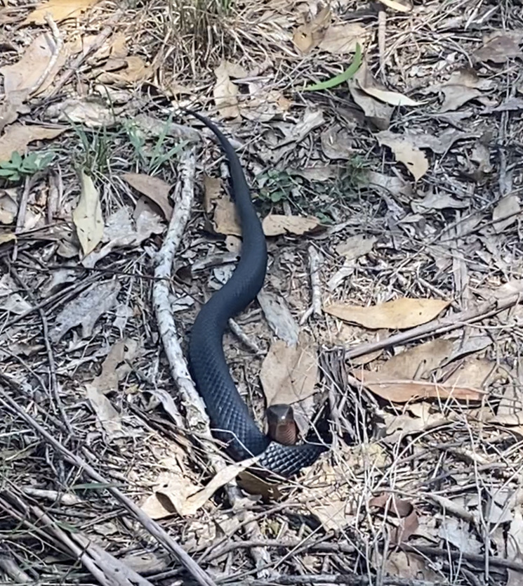 Red-bellied Black Snake from Nurragingy Reserve, Doonside, NSW, AU on ...