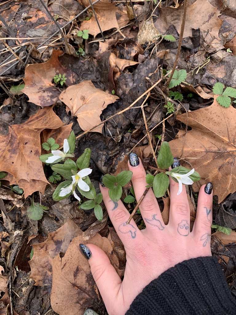 snow trillium in March 2024 by Emma Loomis-Amrhein · iNaturalist