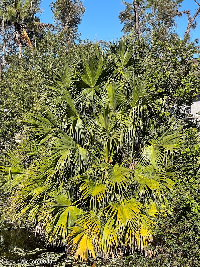Chinese fan palm from San Carlos Park, FL, USA on February 22, 2024 at ...