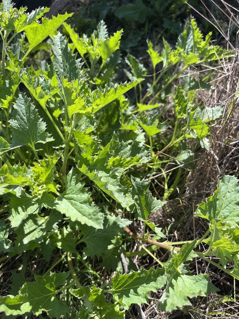 California Goosefoot from Torrey Pines State Natural Reserve, San Diego ...
