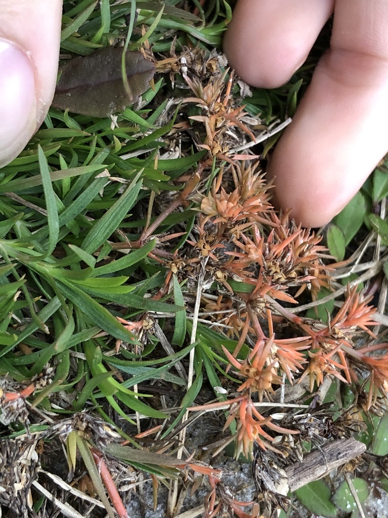 Rust Weed from Seminole County, FL, USA on December 17, 2023 at 04:17 ...